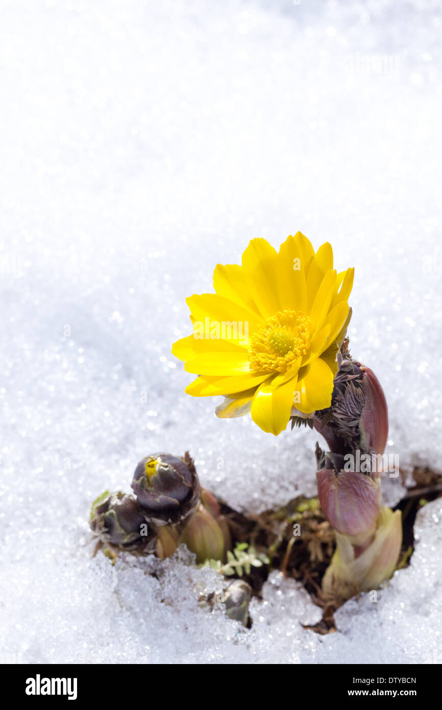 Adonis genus immagini e fotografie stock ad alta risoluzione - Alamy