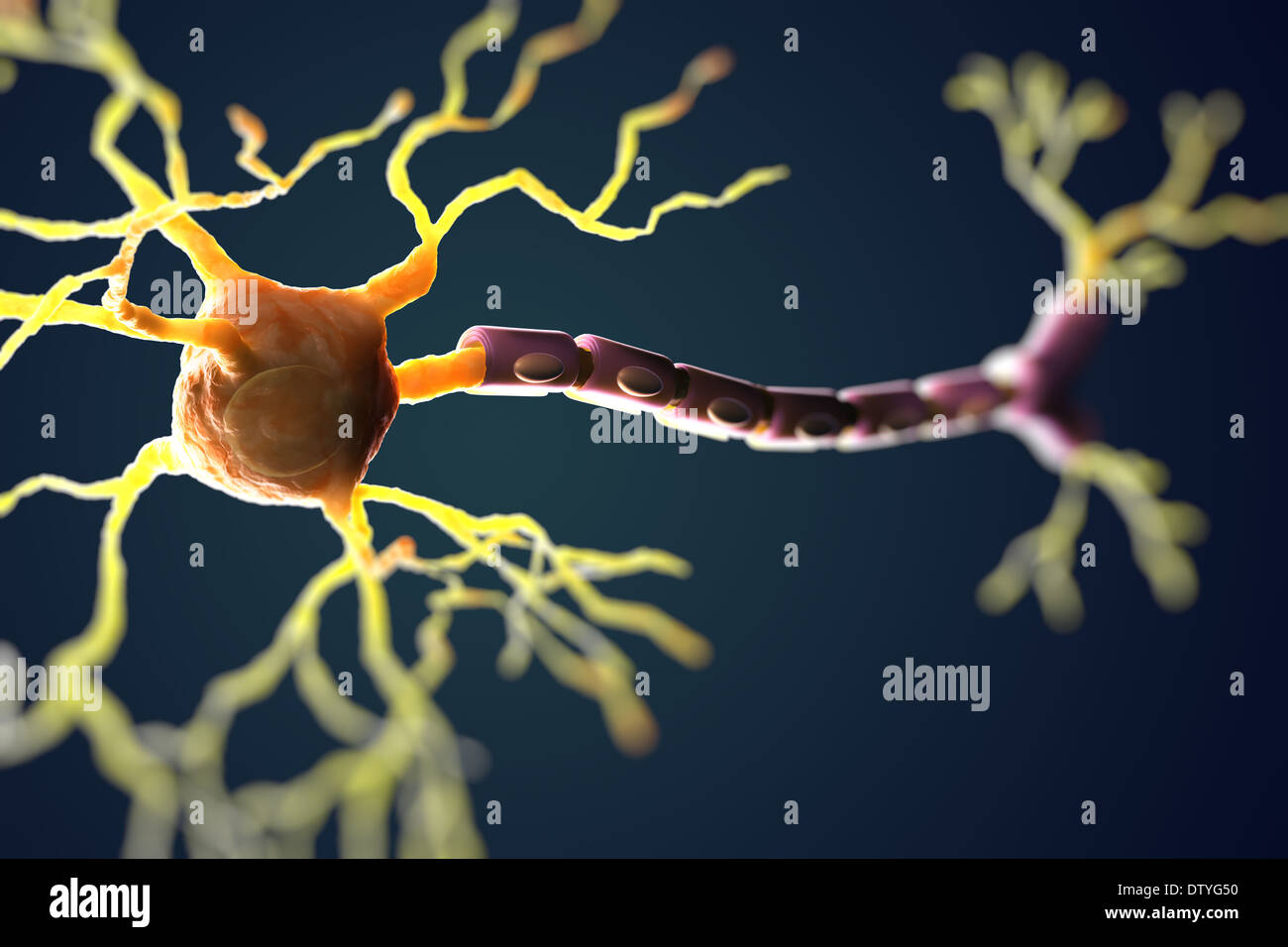 Anatomia del neurone multipolare immagini e fotografie stock ad alta ...