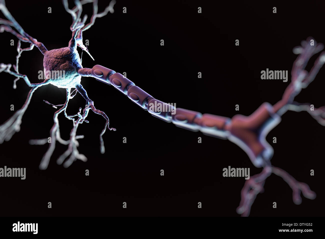 Anatomia del neurone multipolare immagini e fotografie stock ad alta ...