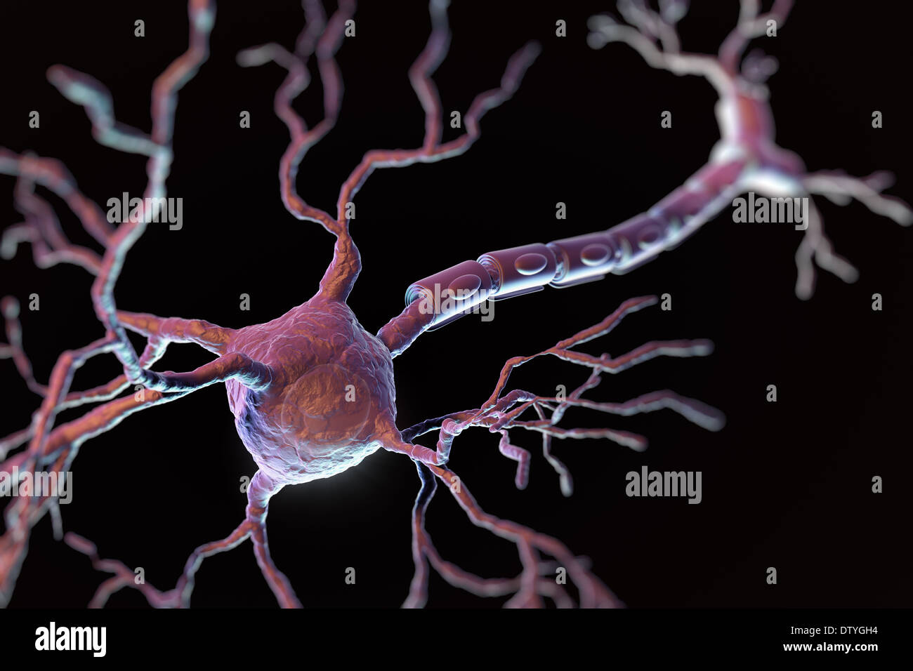 Anatomia del neurone multipolare immagini e fotografie stock ad alta ...