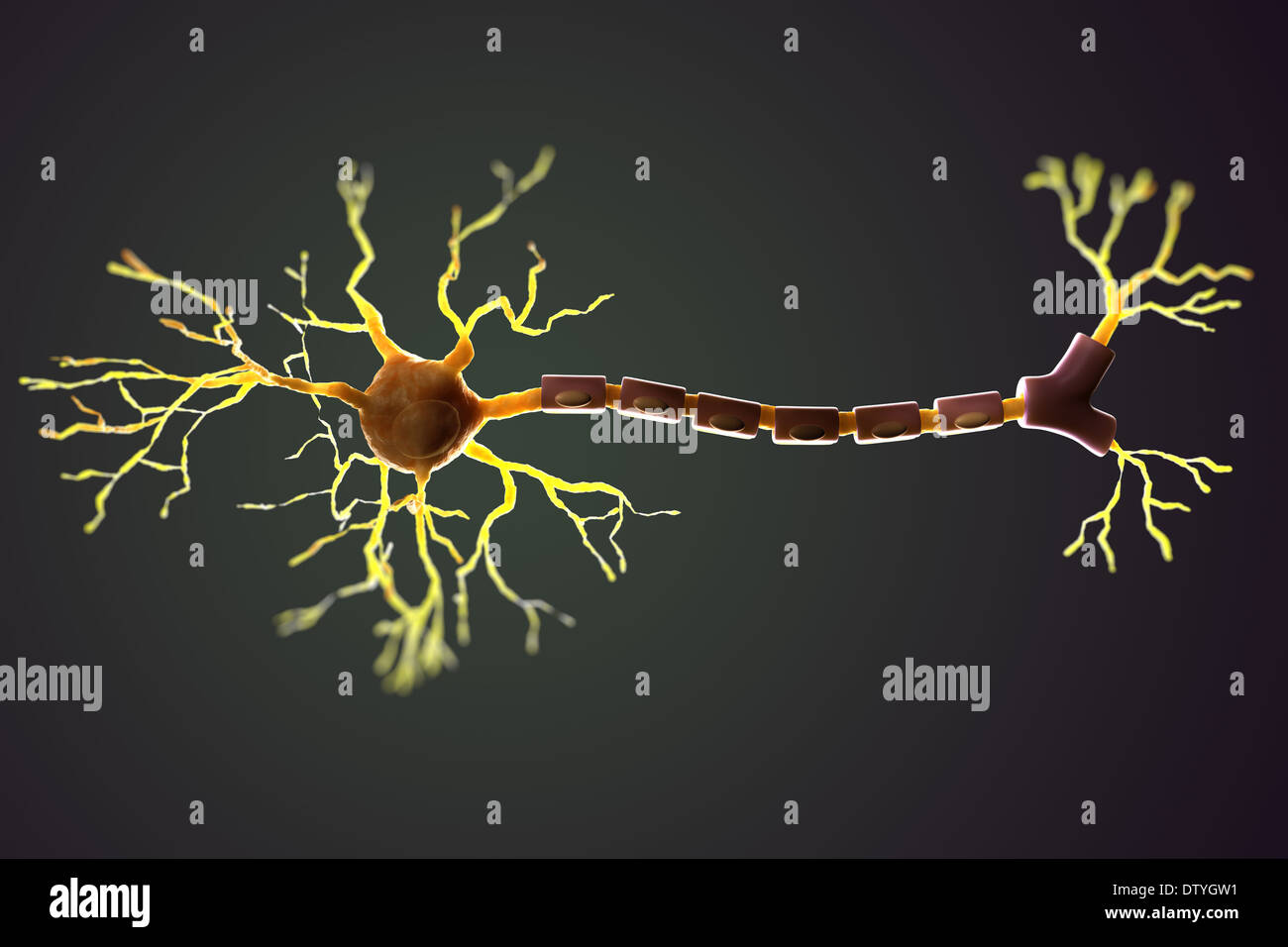 Anatomia del neurone multipolare immagini e fotografie stock ad alta ...