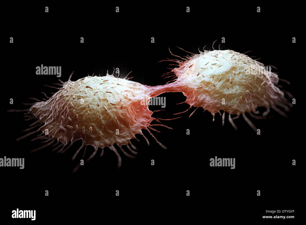 Cellula del cancro del colon immagini e fotografie stock ad alta ...