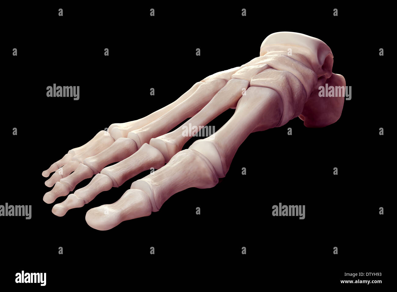 Anatomia delle ossa del piede immagini e fotografie stock ad alta ...
