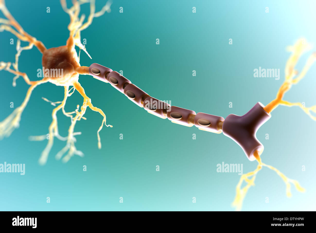 Anatomia del neurone multipolare immagini e fotografie stock ad alta ...