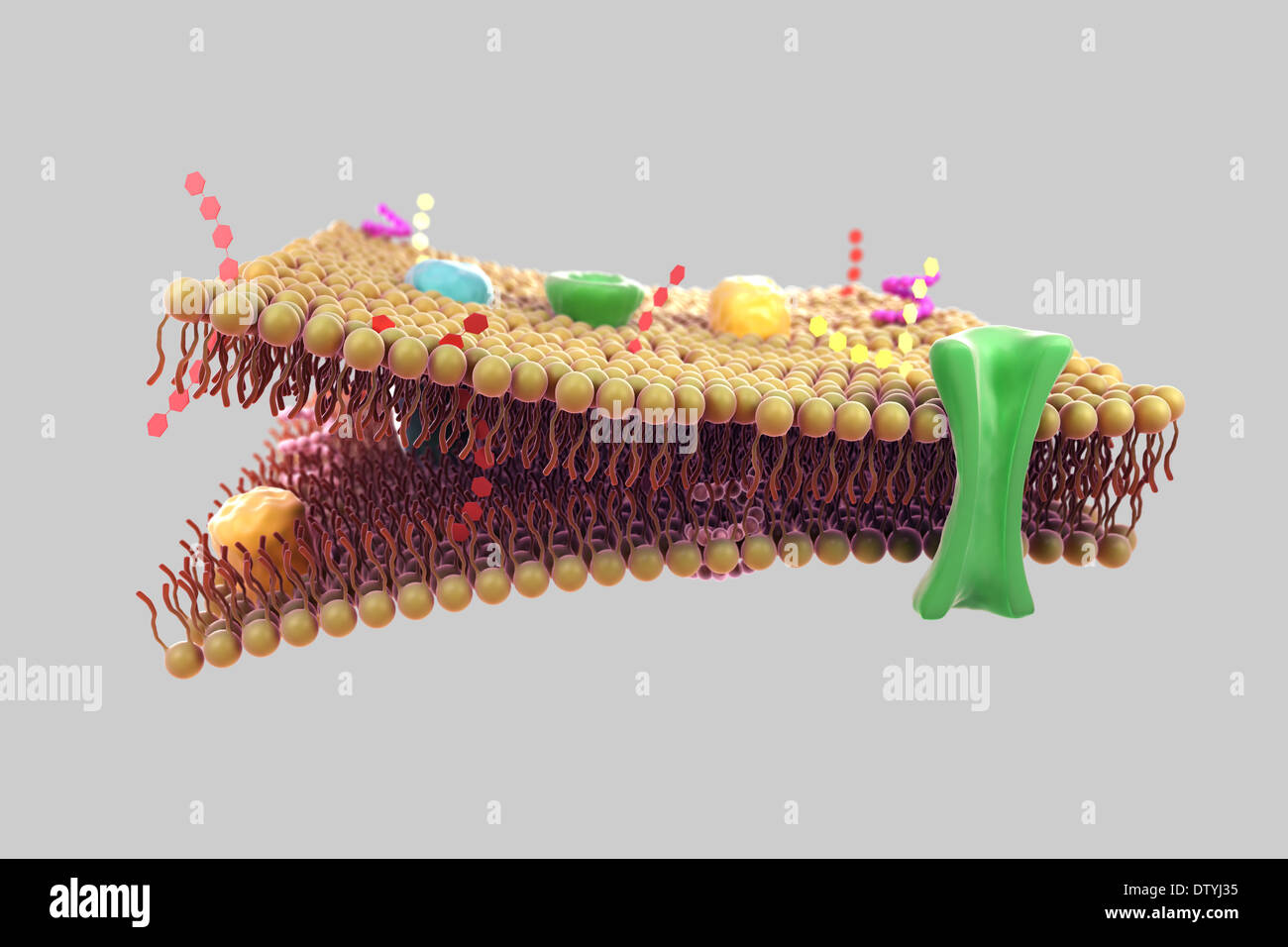 Glicoproteina di membrana immagini e fotografie stock ad alta ...
