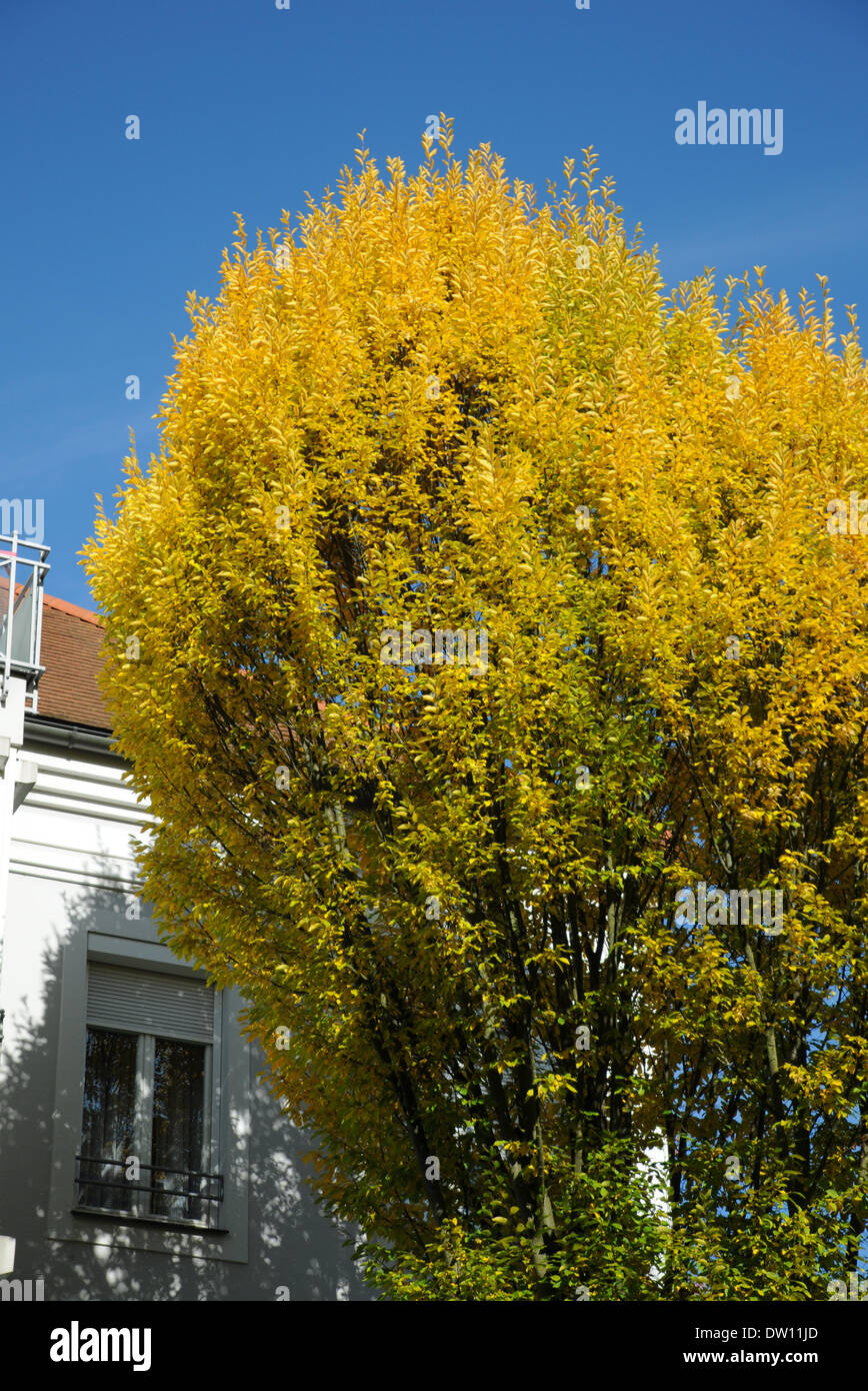 Fastigiate alberi di carpino immagini e fotografie stock ad alta ...