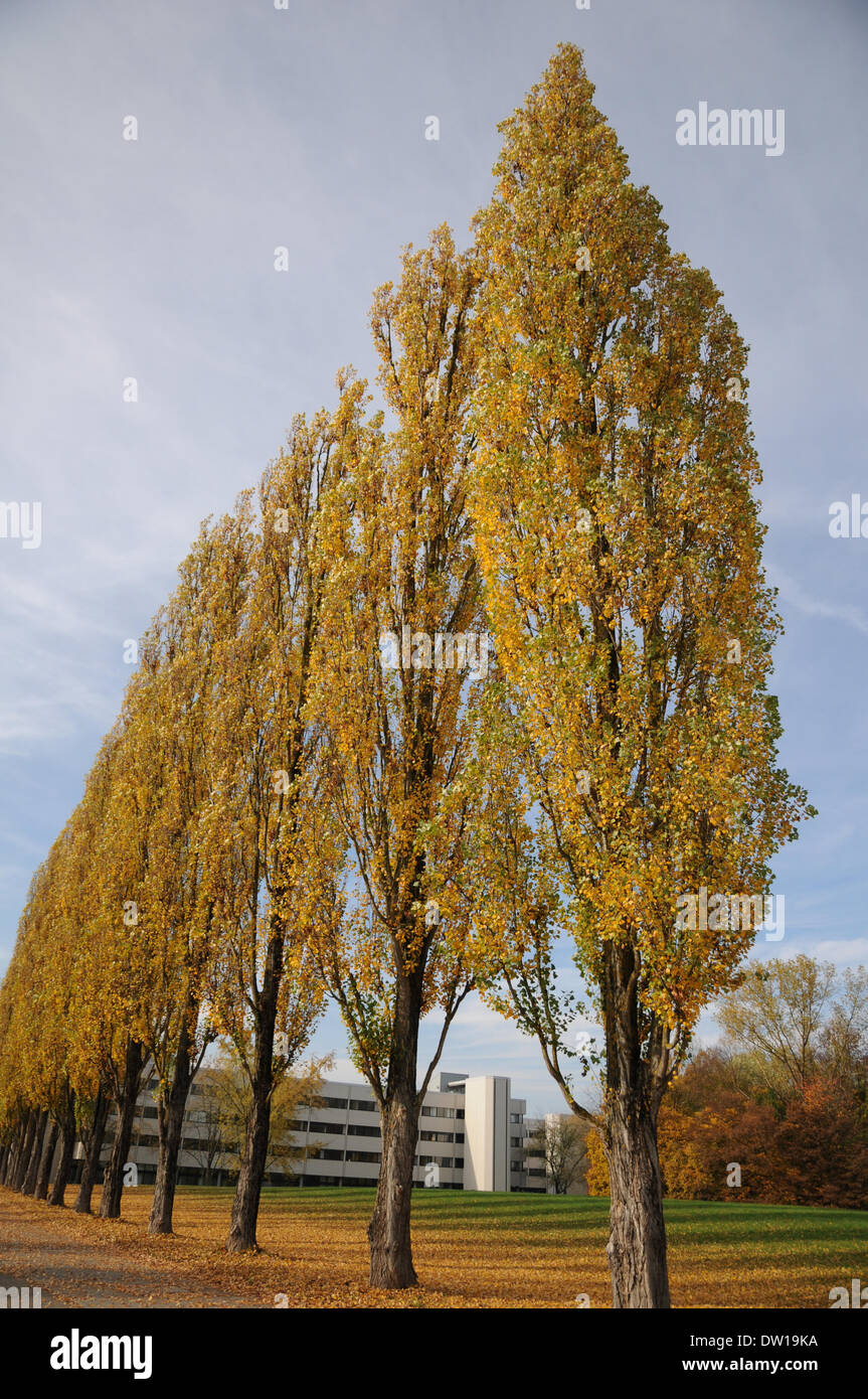 Pioppi in foglie autunnali immagini e fotografie stock ad alta ...
