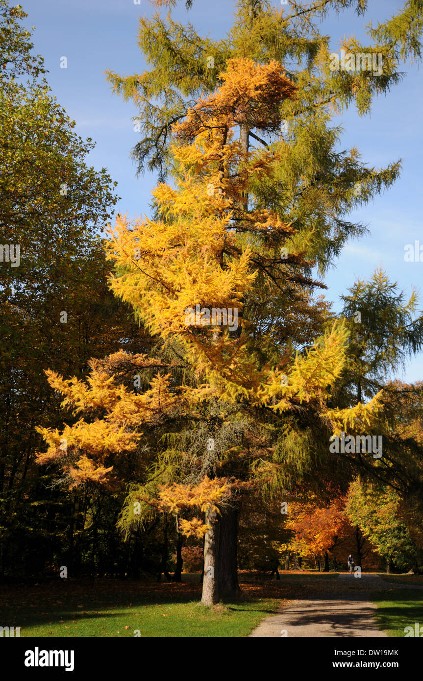 Larice larice immagini e fotografie stock ad alta risoluzione - Alamy