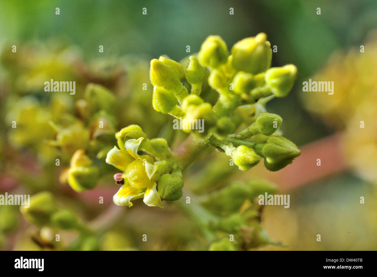 Fiore di mango immagini e fotografie stock ad alta risoluzione - Alamy
