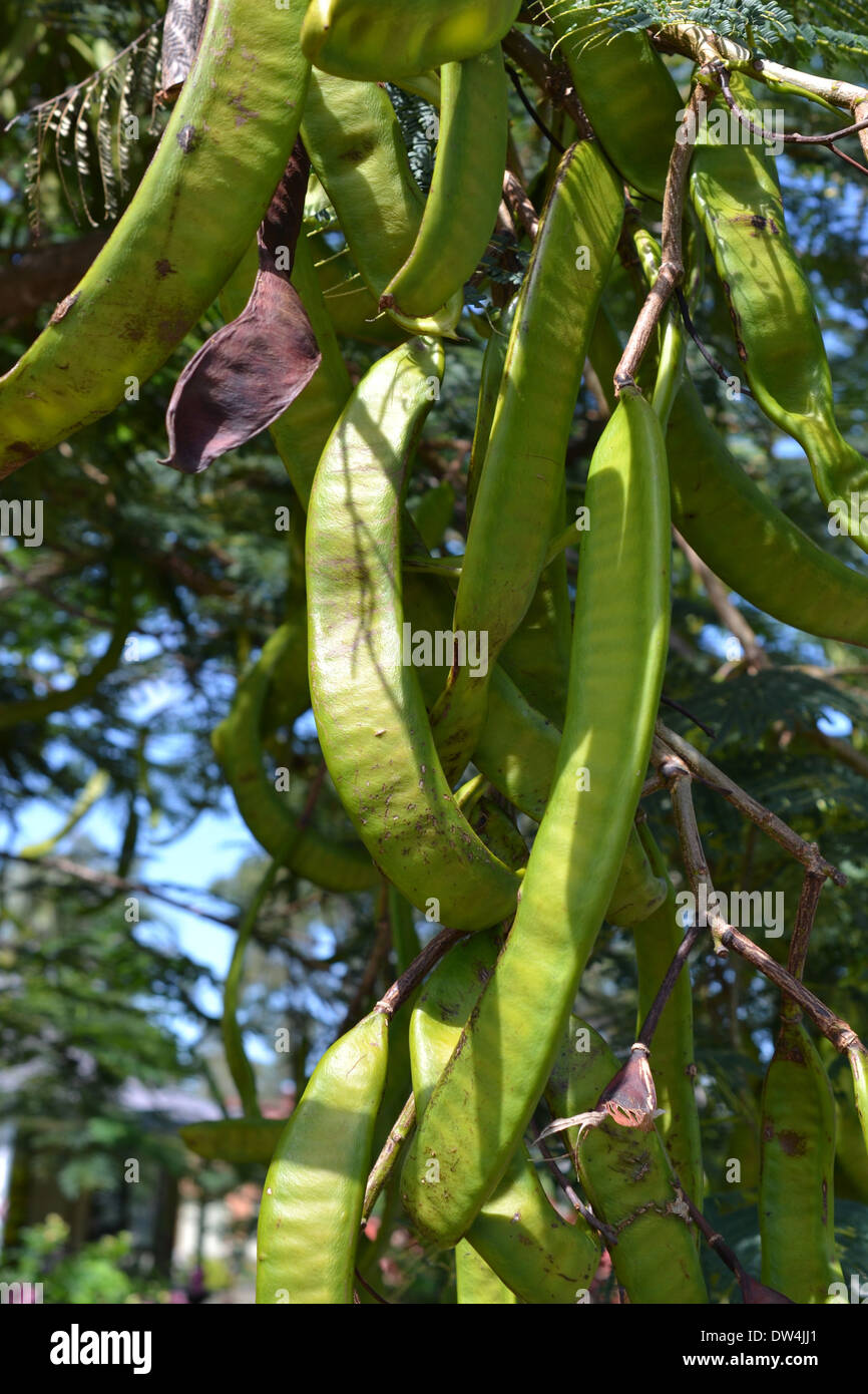 Long Flat Seed Pods at Tayla Bruton blog