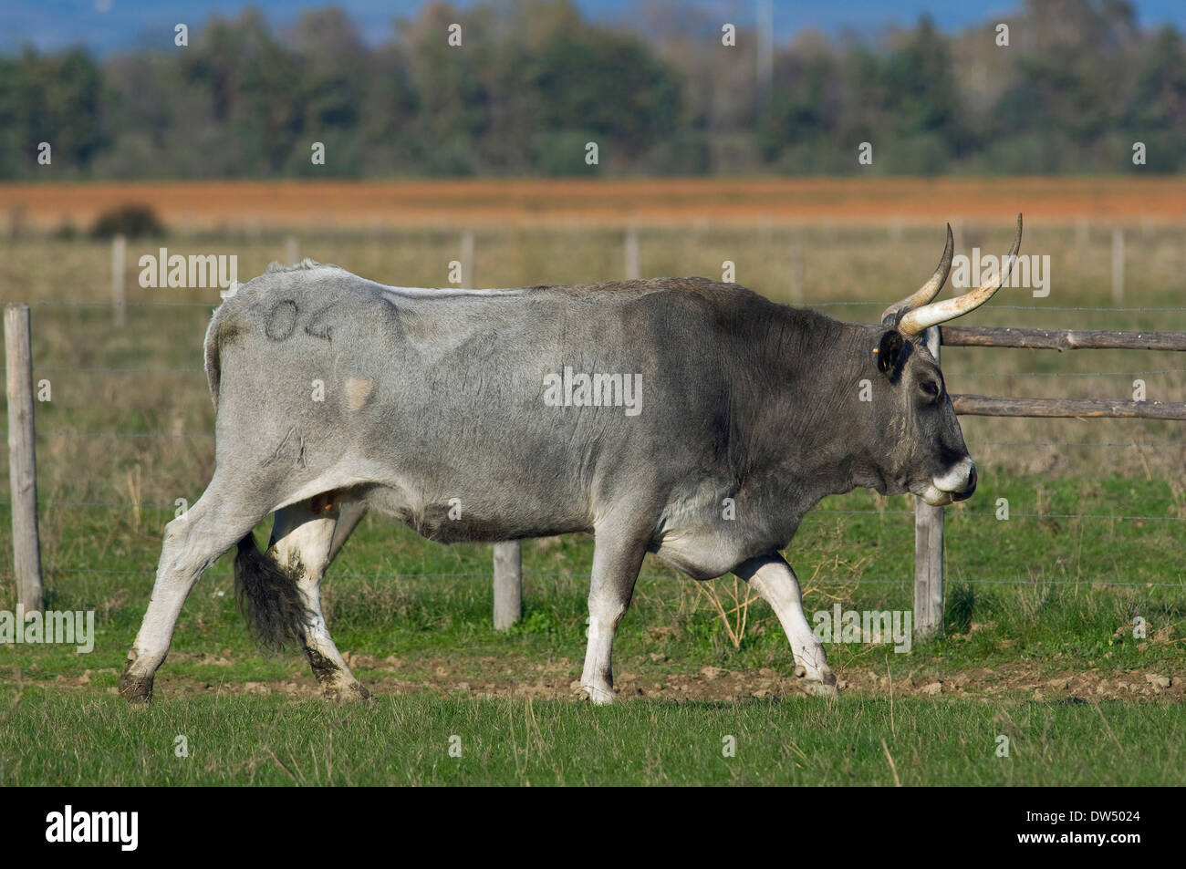 Mucca di Maremma, vacca maremmana (Bos taurus), Parco Regionale della ...