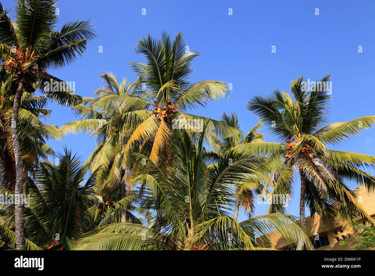 Palme da cocco immagini e fotografie stock ad alta risoluzione - Alamy