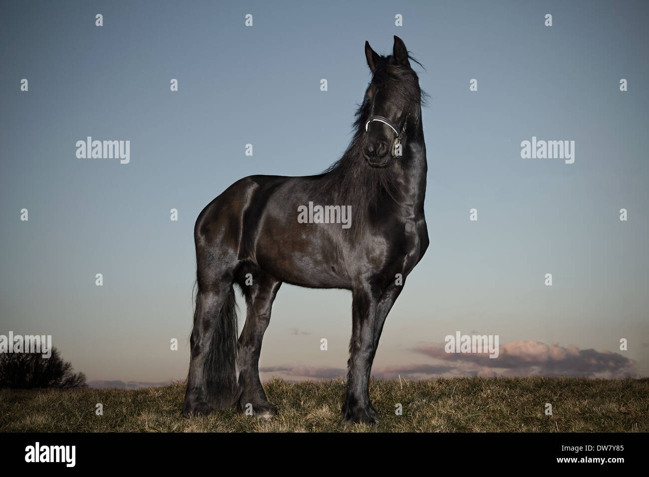 Cavallo frisone nero immagini e fotografie stock ad alta risoluzione ...