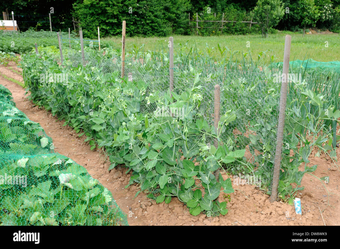 Pisello pianta immagini e fotografie stock ad alta risoluzione - Alamy