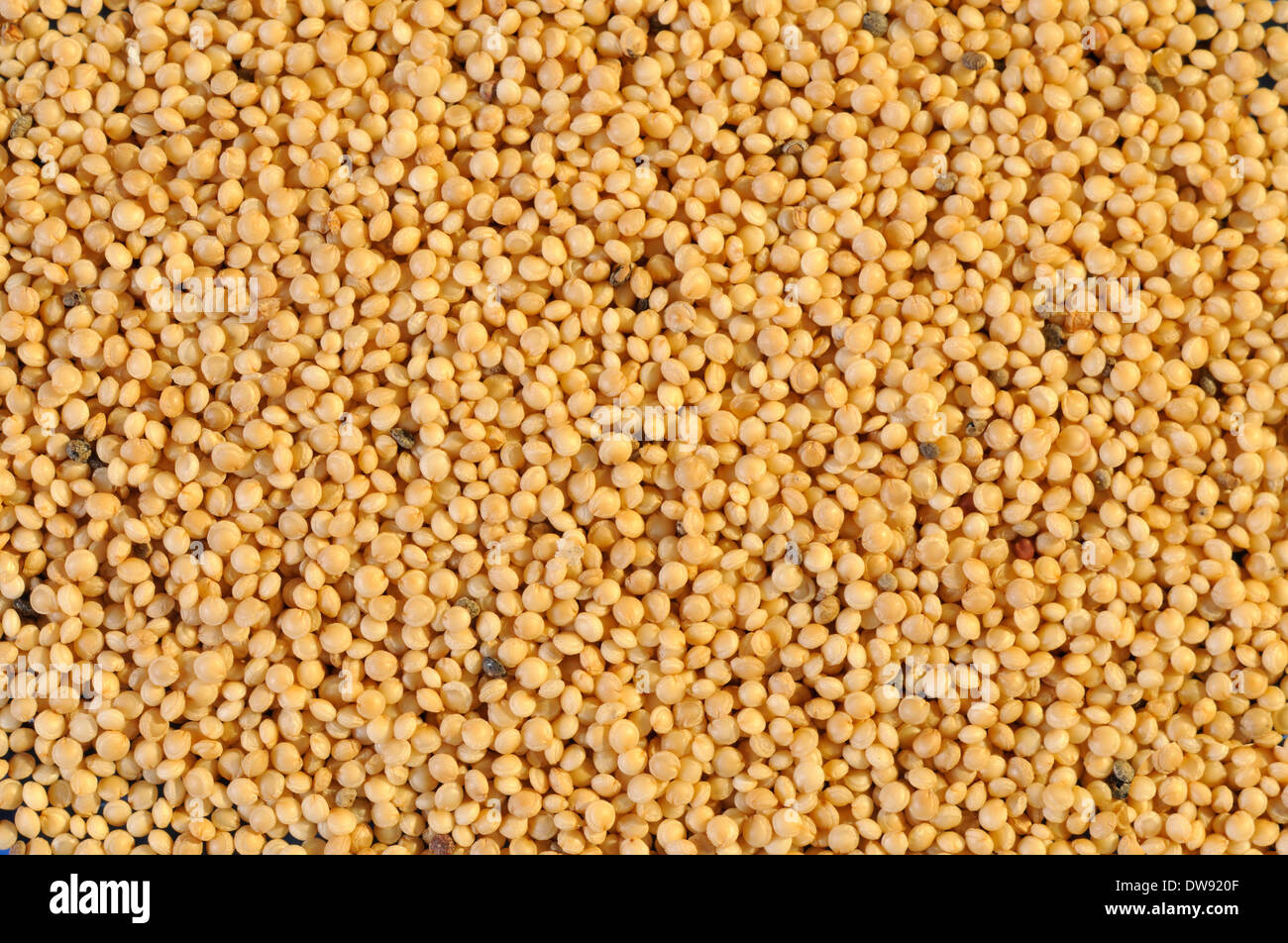 Colore amaranto immagini e fotografie stock ad alta risoluzione - Alamy