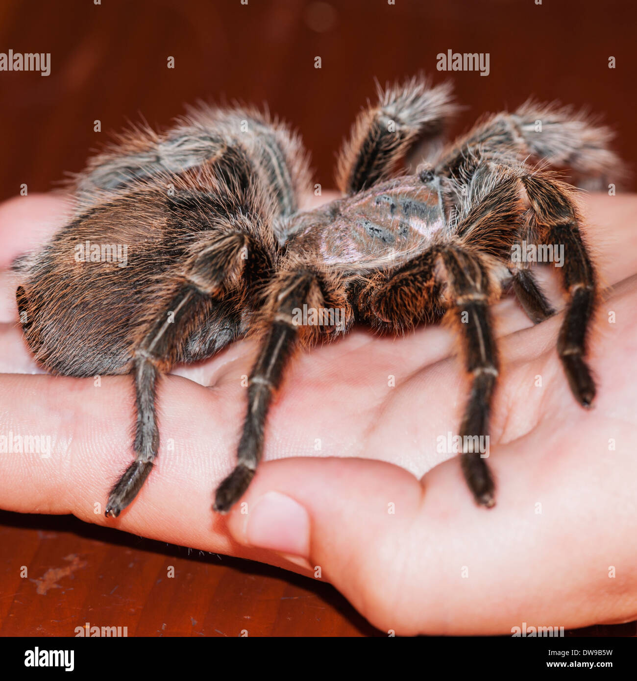 Ragno tarantola immagini e fotografie stock ad alta risoluzione - Alamy