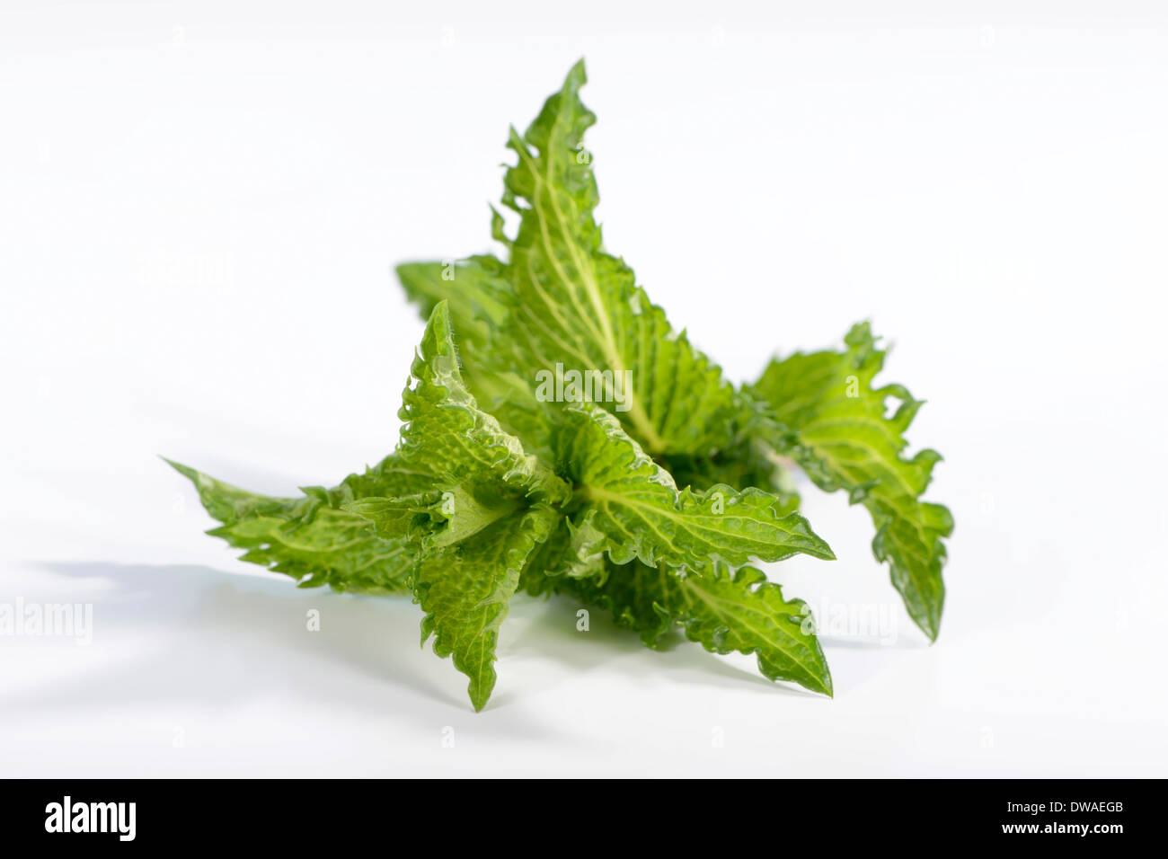 Menta piperita immagini e fotografie stock ad alta risoluzione - Alamy