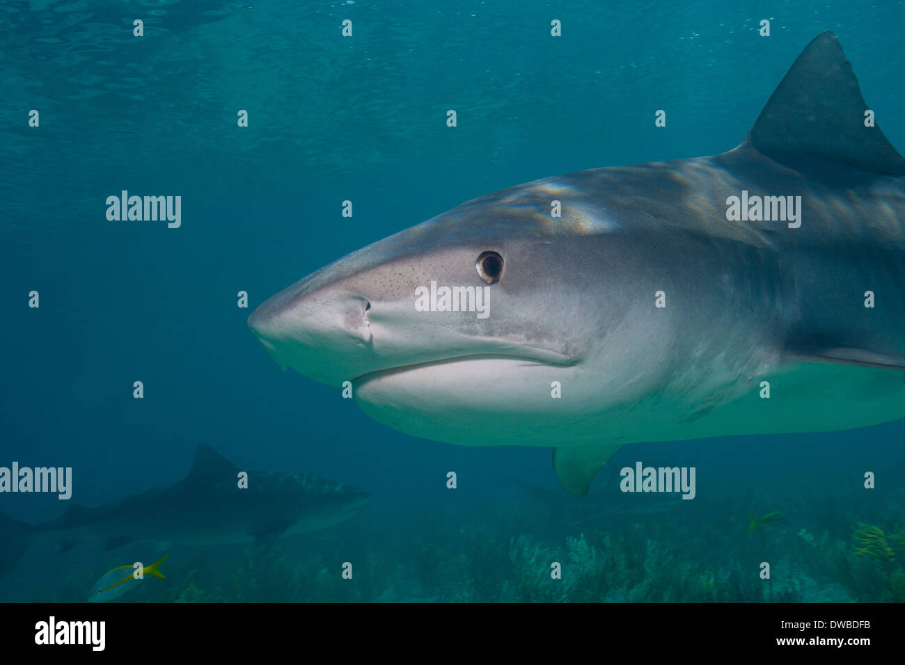 Ground shark immagini e fotografie stock ad alta risoluzione - Alamy