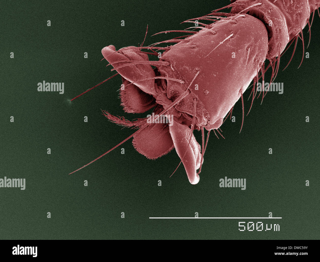 Pidocchio mosche immagini e fotografie stock ad alta risoluzione - Alamy