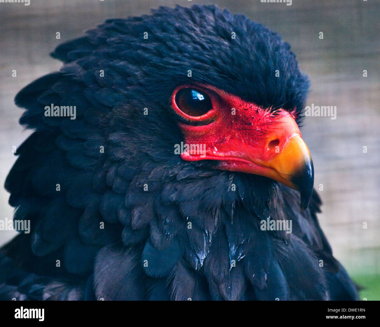 Aviaria bateleur eagle immagini e fotografie stock ad alta risoluzione ...