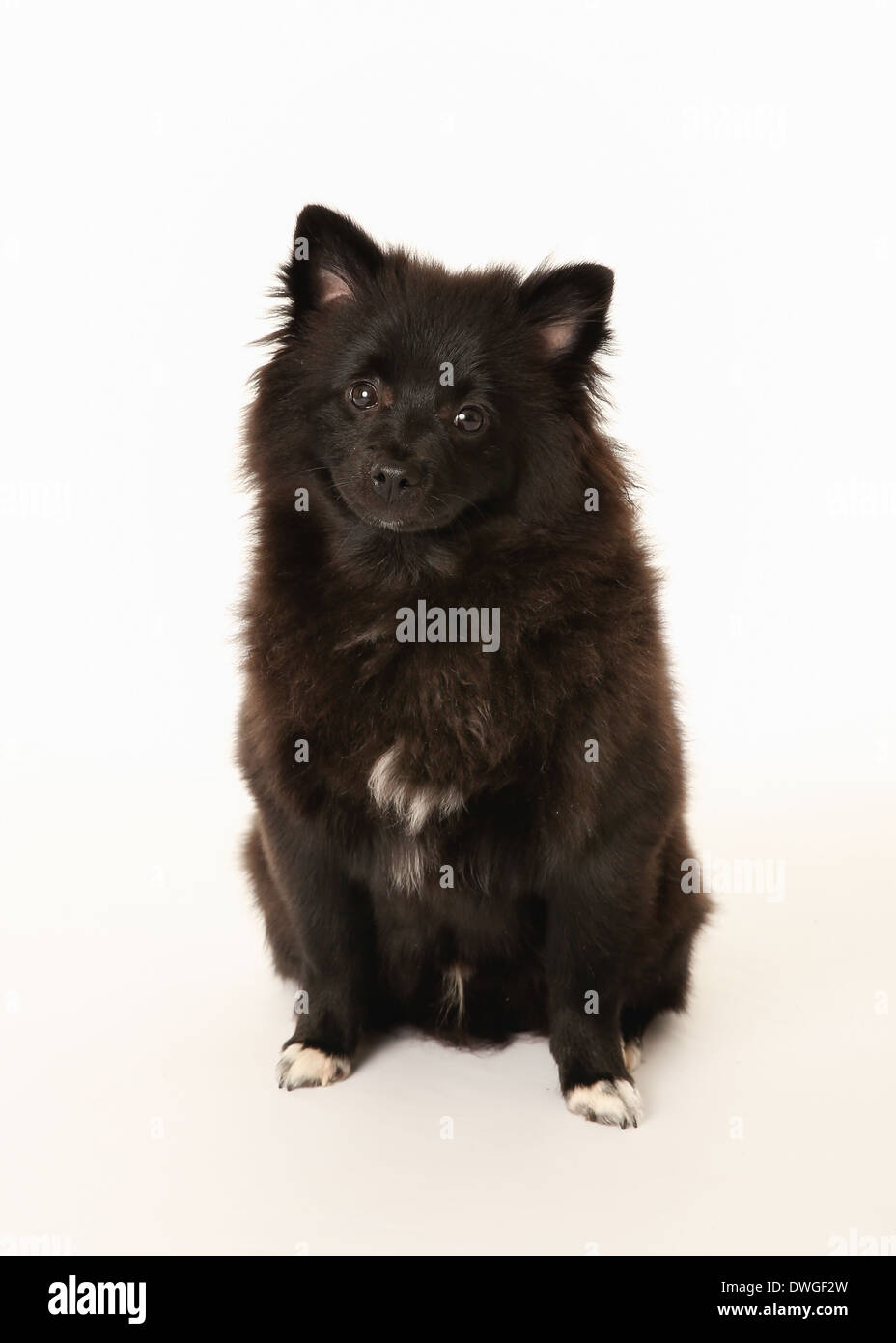 Volpino cane immagini e fotografie stock ad alta risoluzione - Alamy