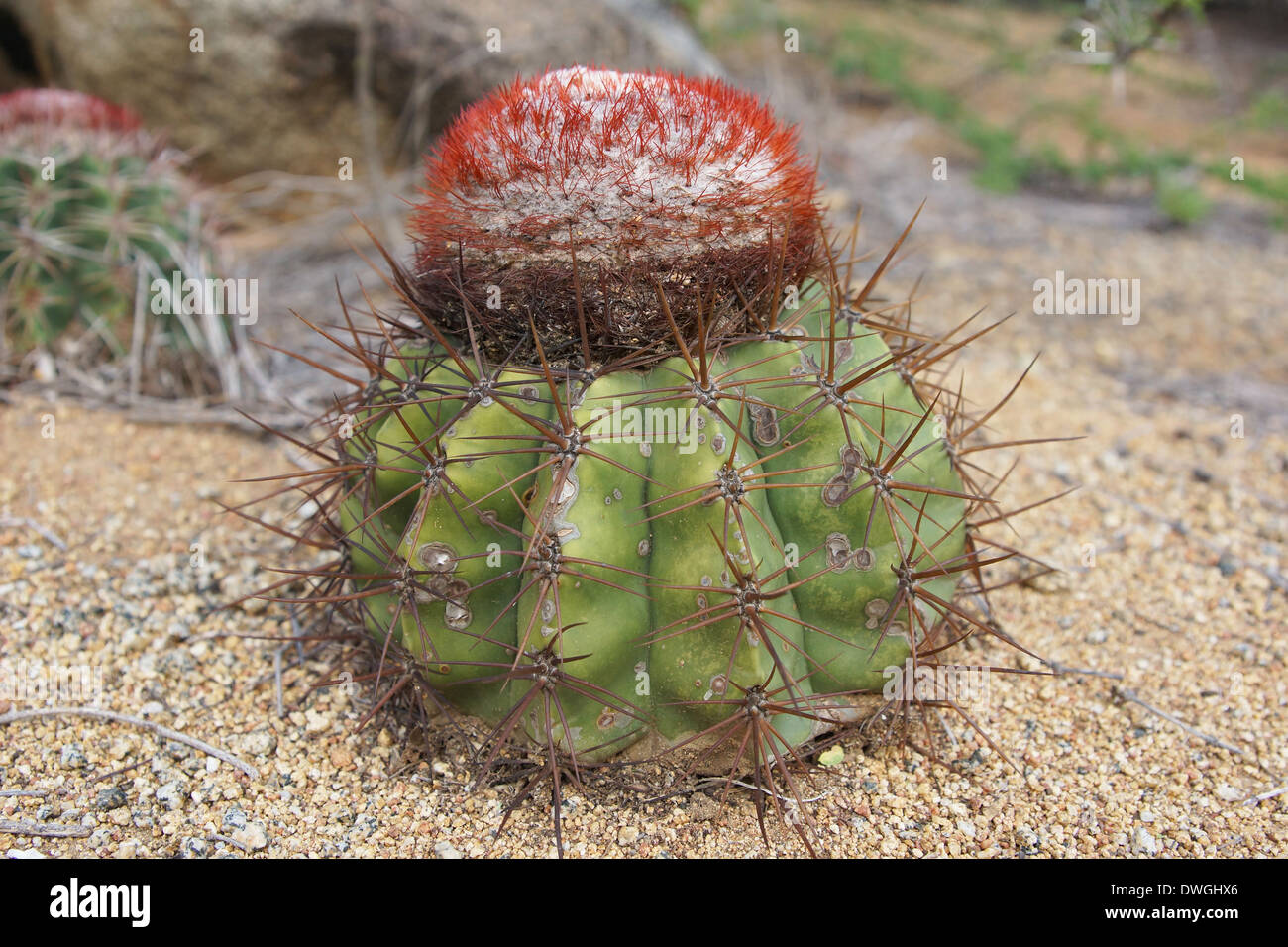 Flora aruba immagini e fotografie stock ad alta risoluzione - Alamy