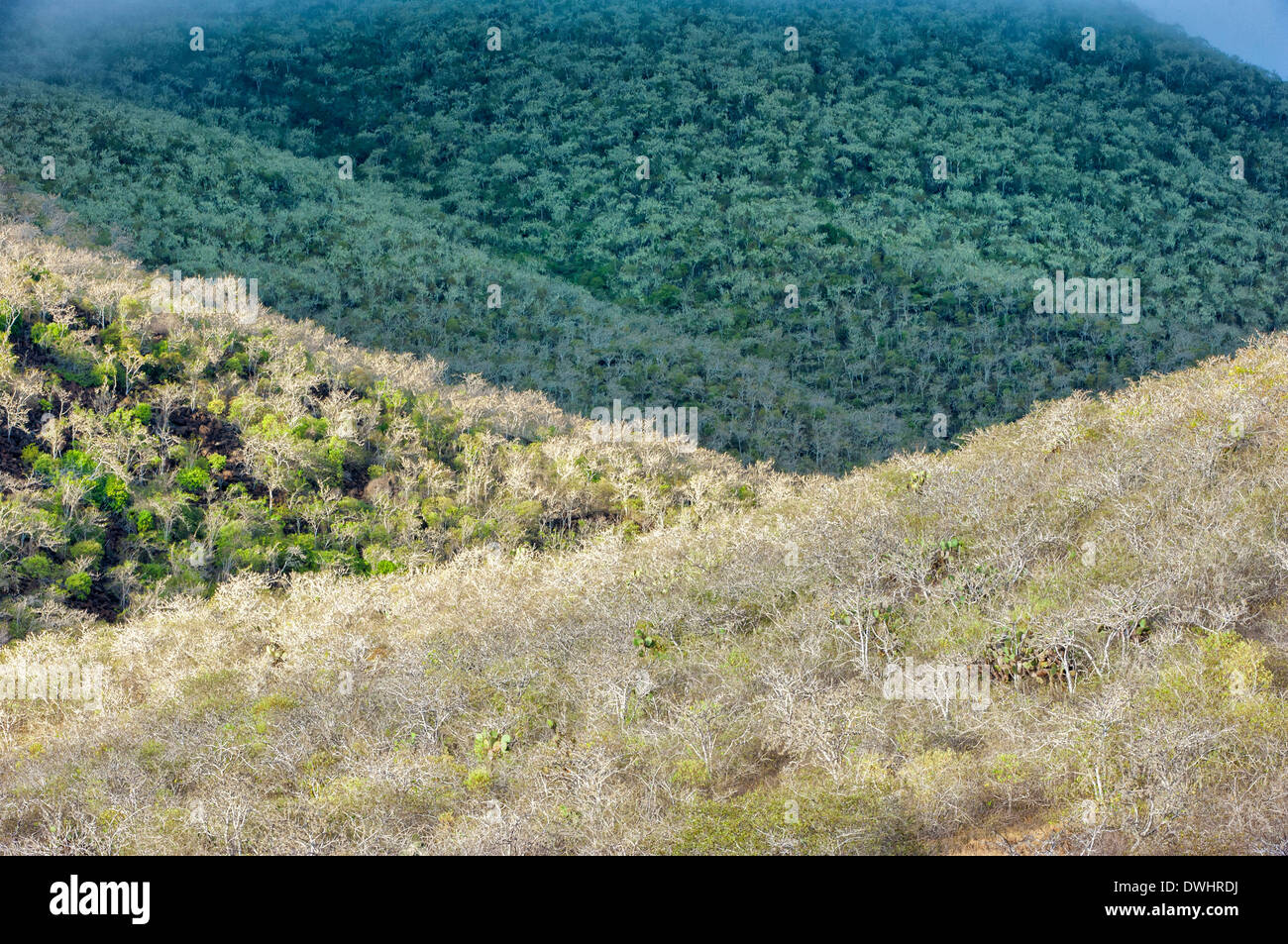 Palo santo bursera graveolens immagini e fotografie stock ad alta ...