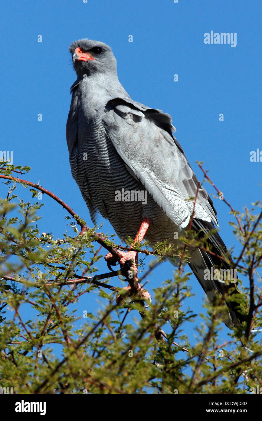 Uccello nazionale del botswana immagini e fotografie stock ad alta ...
