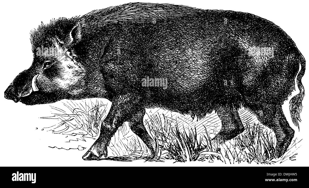 Figura di cinghiale immagini e fotografie stock ad alta risoluzione - Alamy