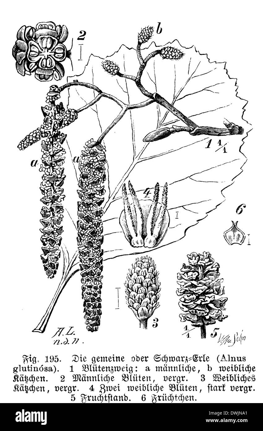 L'ontano nero disegno immagini e fotografie stock ad alta risoluzione ...