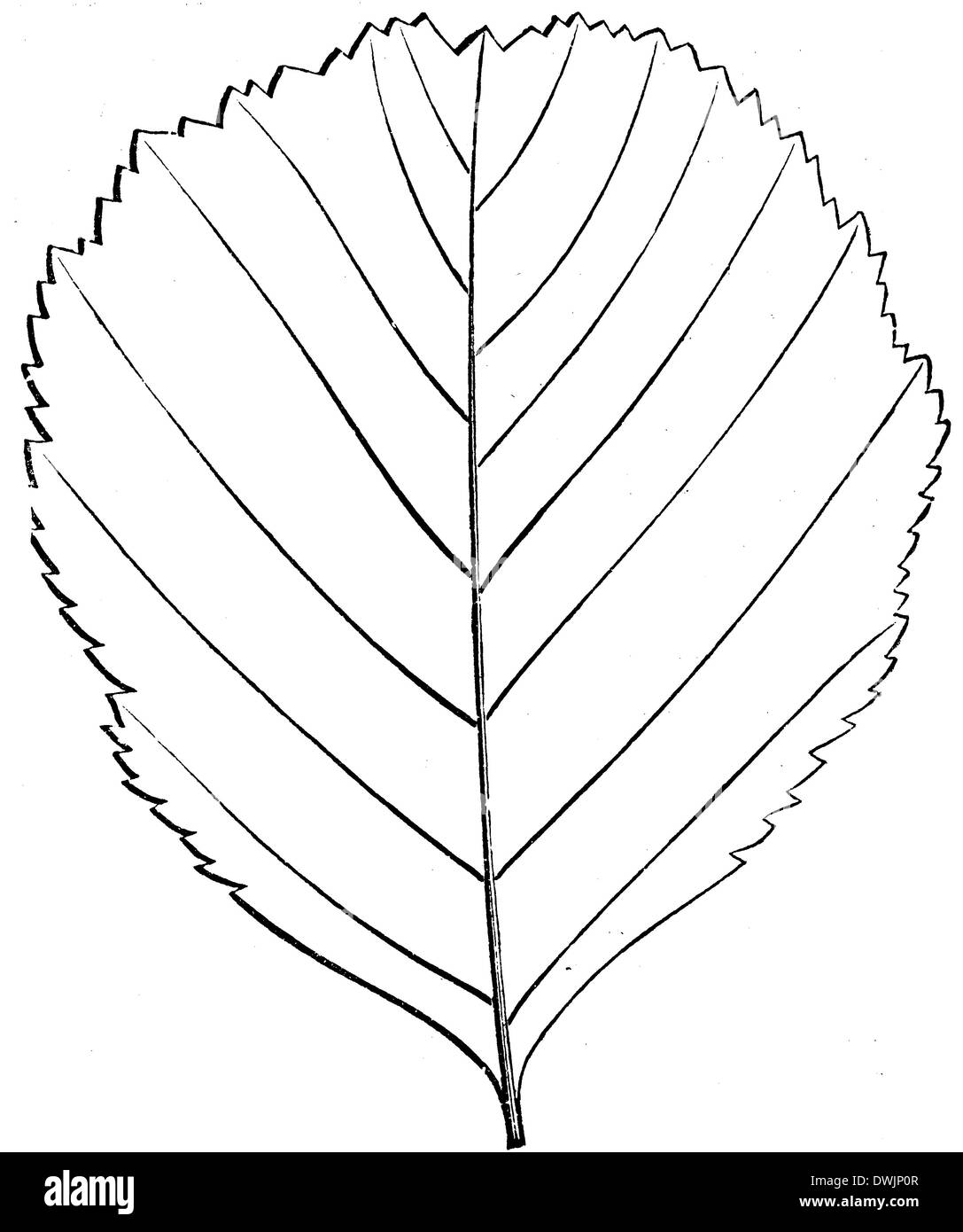 L'ontano nero disegno immagini e fotografie stock ad alta risoluzione ...