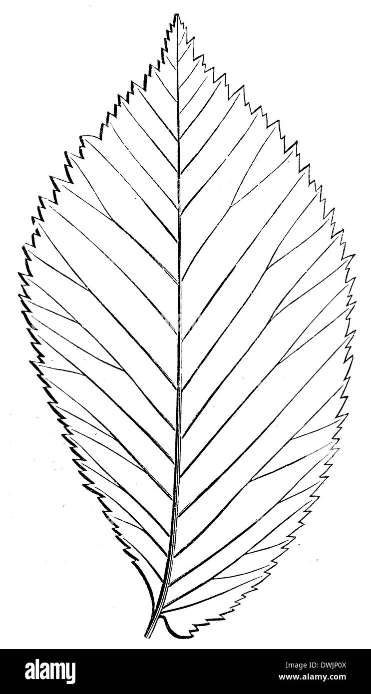 Disegno di olmo immagini e fotografie stock ad alta risoluzione - Alamy