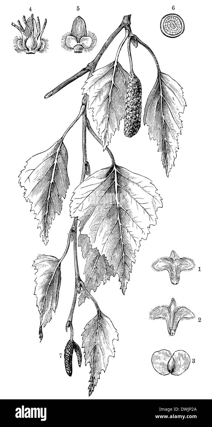 Disegno di betulla immagini e fotografie stock ad alta risoluzione - Alamy