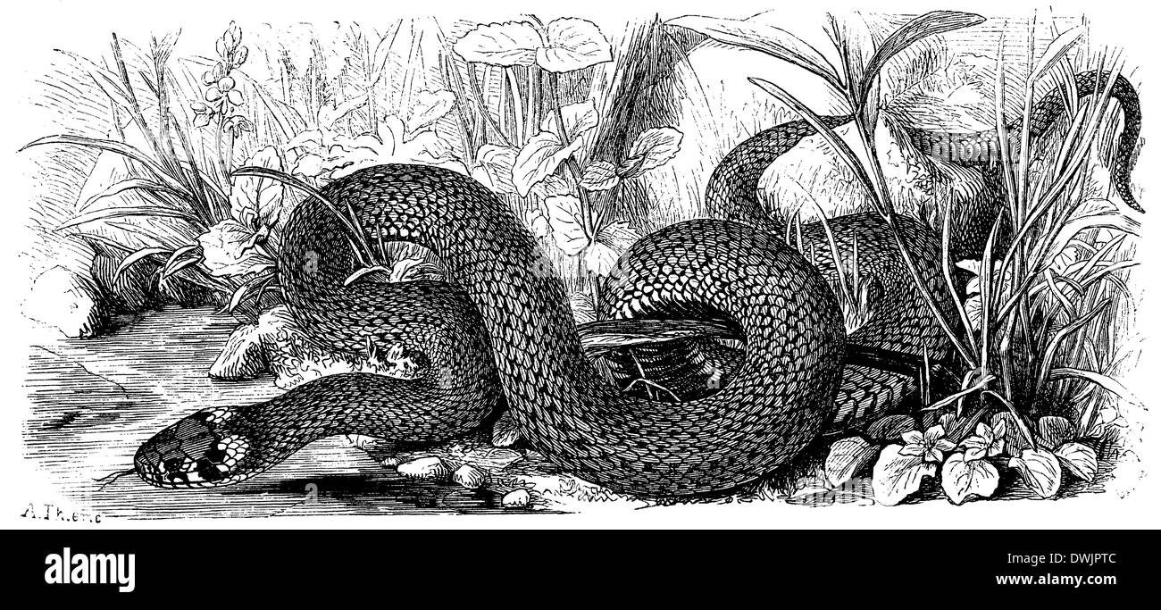 Disegno serpente immagini e fotografie stock ad alta risoluzione - Alamy