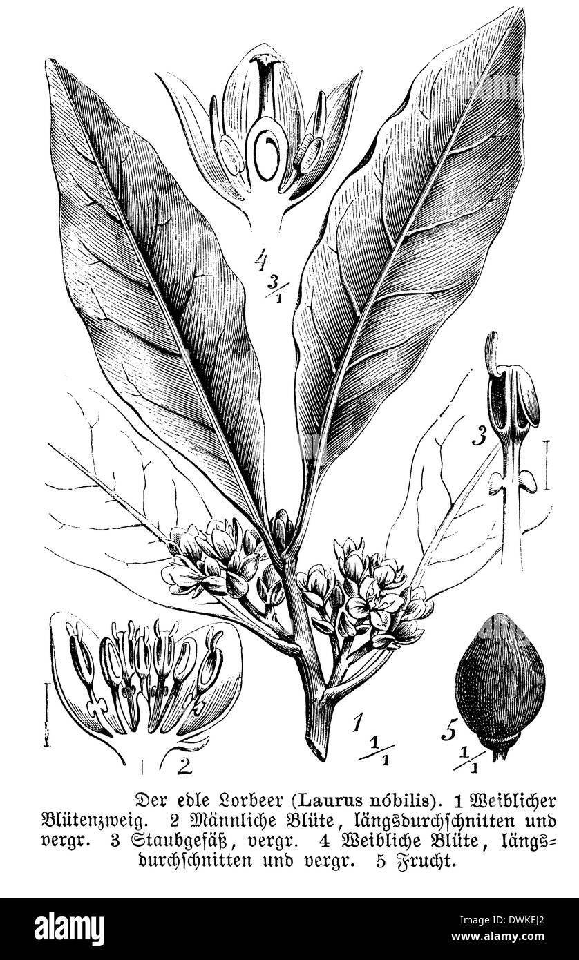 Legno di alloro immagini e fotografie stock ad alta risoluzione - Alamy