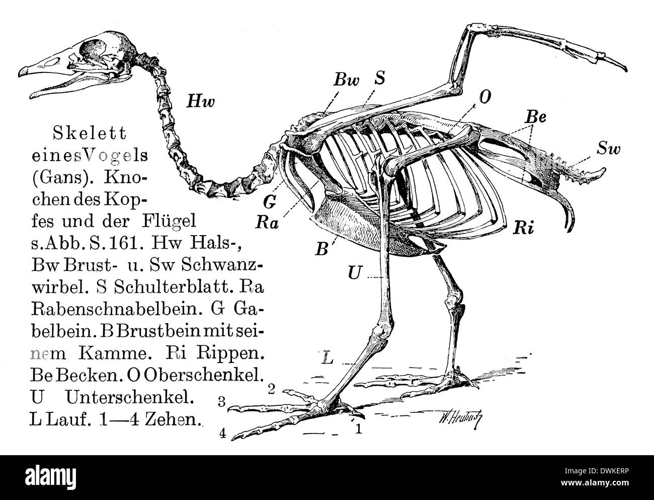 Anatomia Degli Uccelli Scheletro