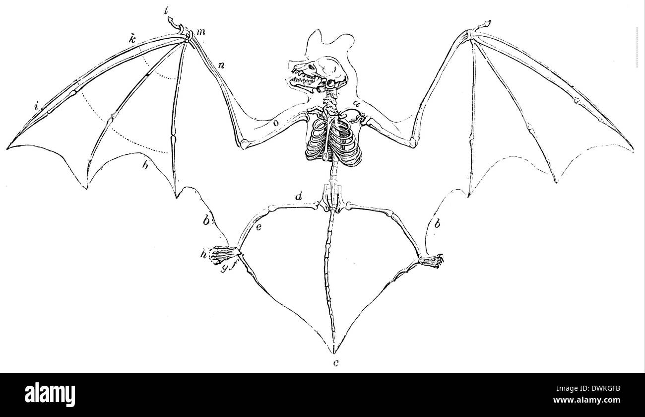 Pipistrello disegno Immagini senza sfondo e Foto Stock ritagliate - Alamy