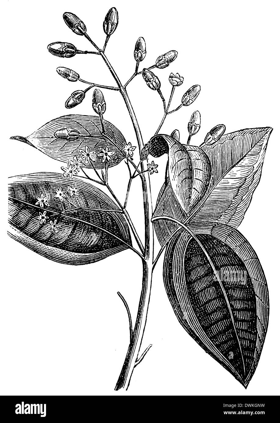 Albero di cannella immagini e fotografie stock ad alta risoluzione - Alamy