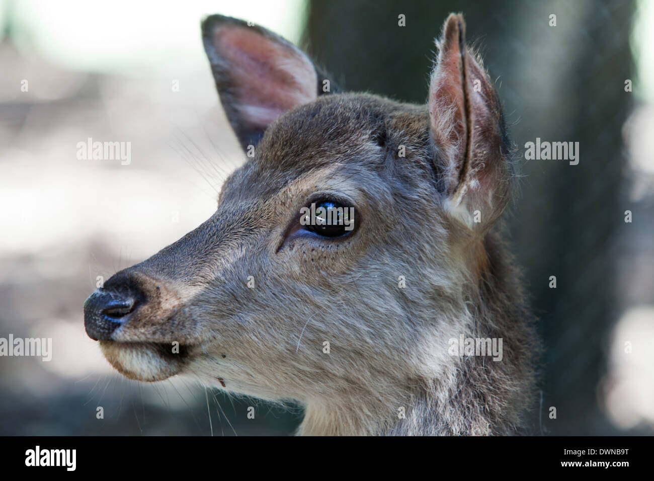 Cervo giappone immagini e fotografie stock ad alta risoluzione - Alamy
