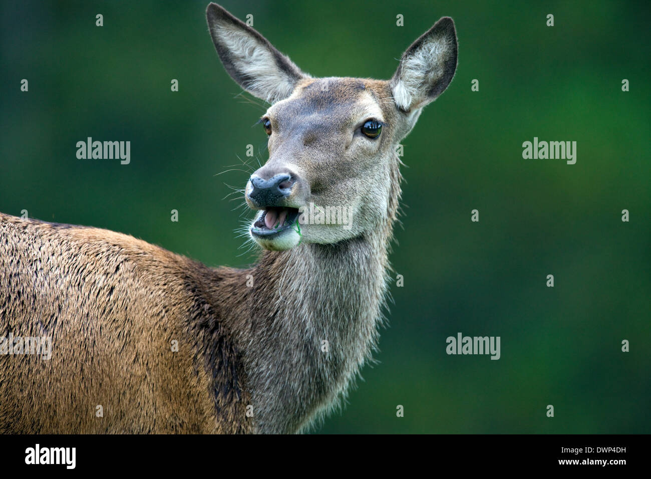 Wapiti femminile immagini e fotografie stock ad alta risoluzione - Alamy