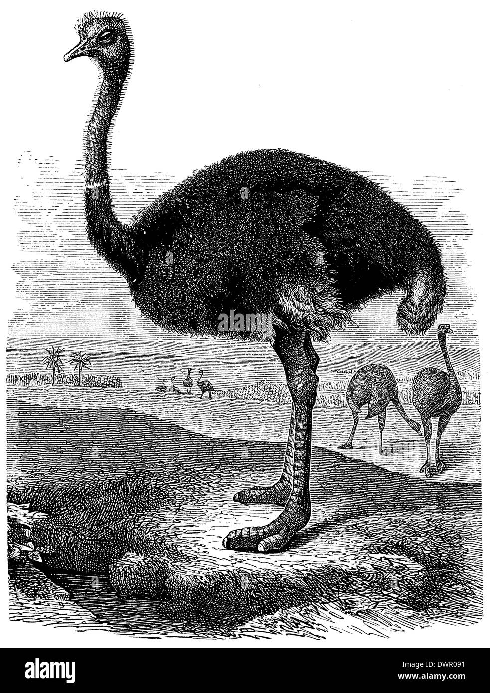 Disegno di struzzo immagini e fotografie stock ad alta risoluzione - Alamy