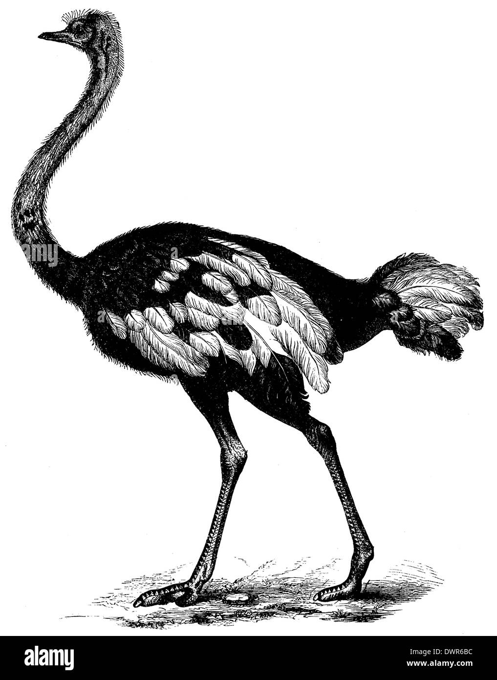 Disegno di struzzo immagini e fotografie stock ad alta risoluzione - Alamy