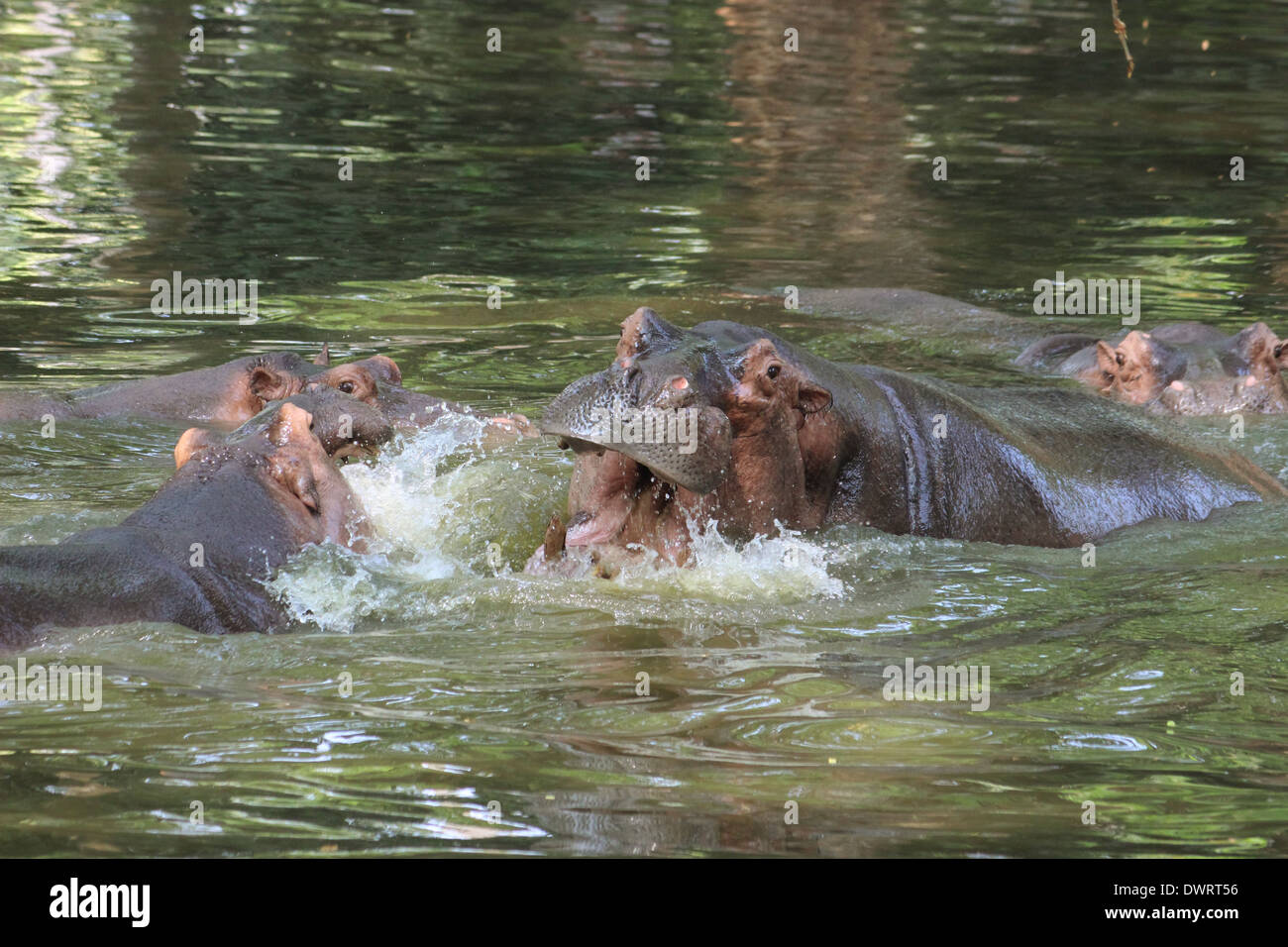 Habitat ippopotamo immagini e fotografie stock ad alta risoluzione - Alamy