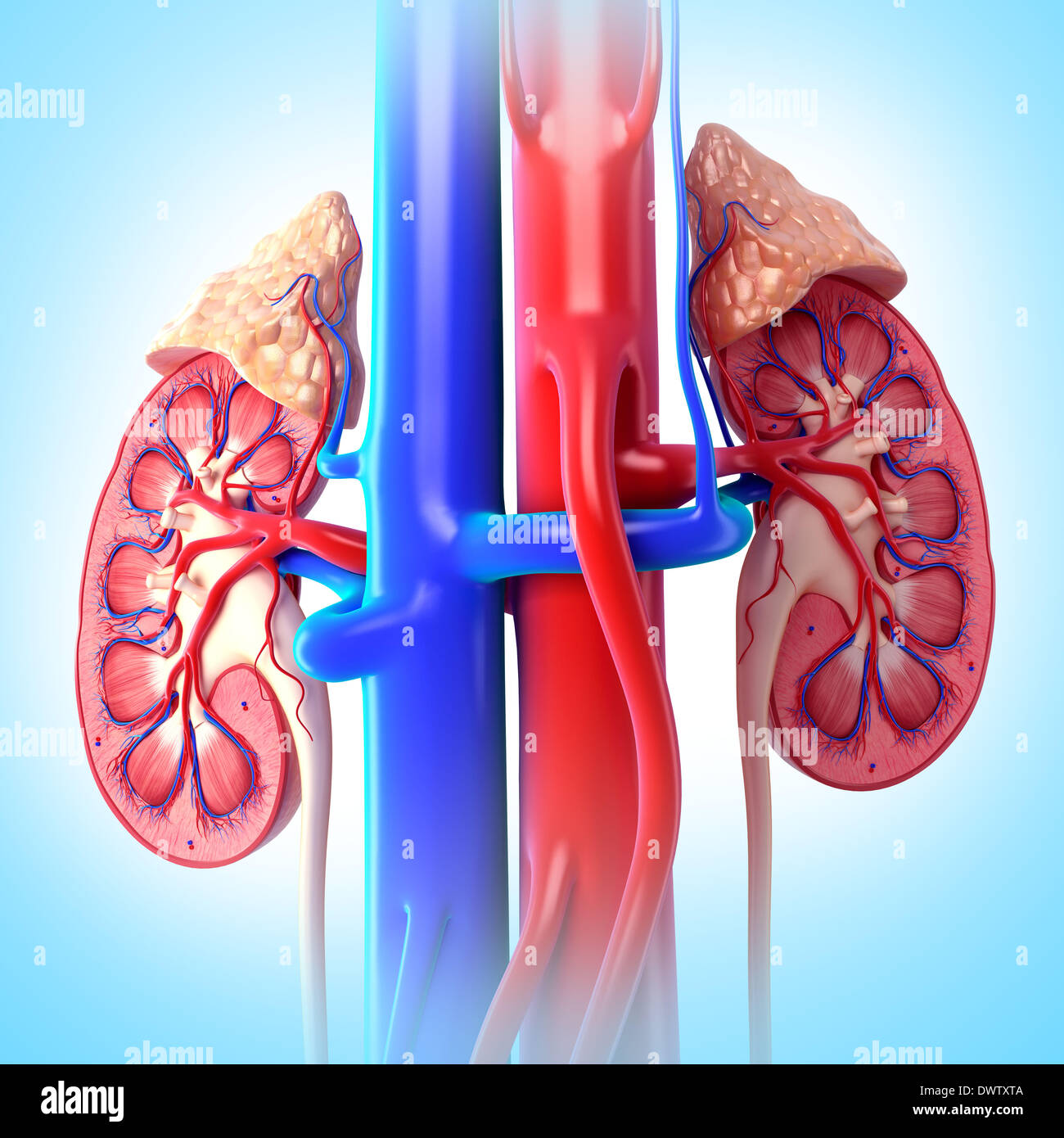 Anatomia del corpuscolo renale immagini e fotografie stock ad alta ...
