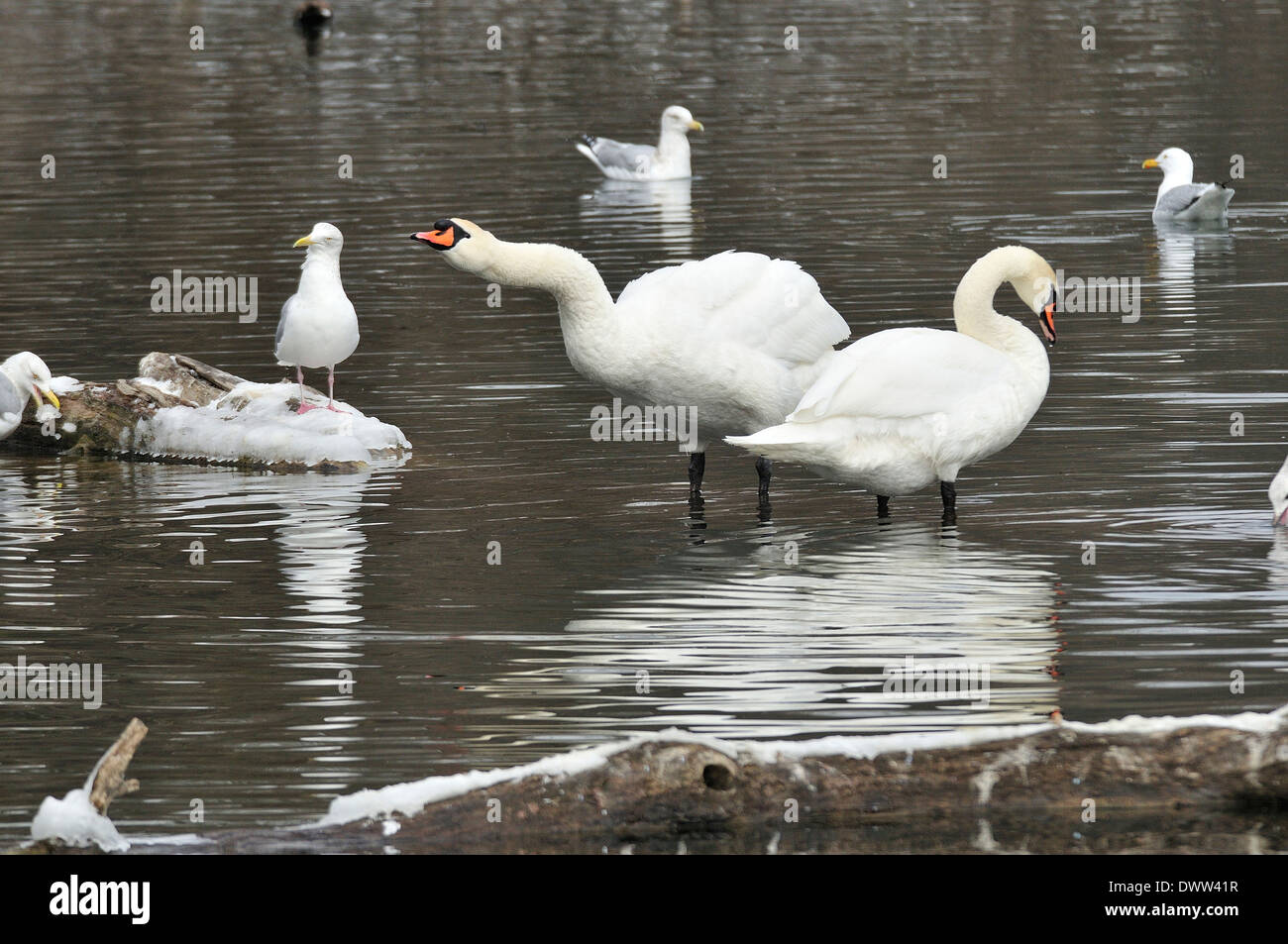 Cigni muti maschili immagini e fotografie stock ad alta risoluzione - Alamy