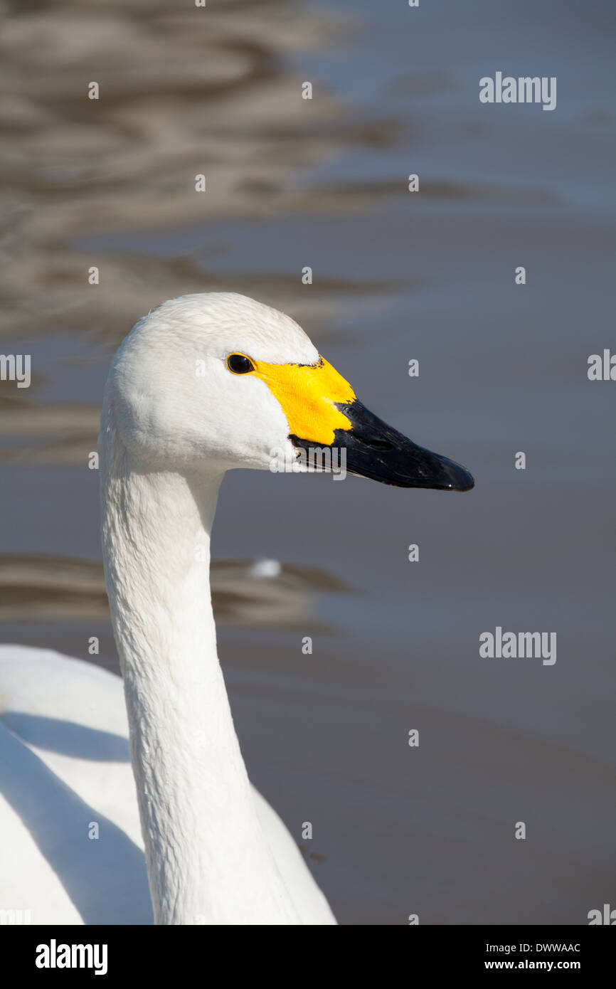 Cygnus columbianus head immagini e fotografie stock ad alta risoluzione ...