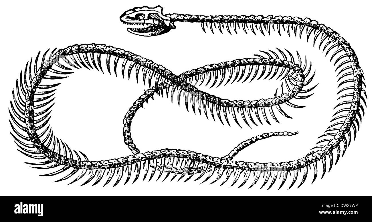 Disegno serpente immagini e fotografie stock ad alta risoluzione - Alamy