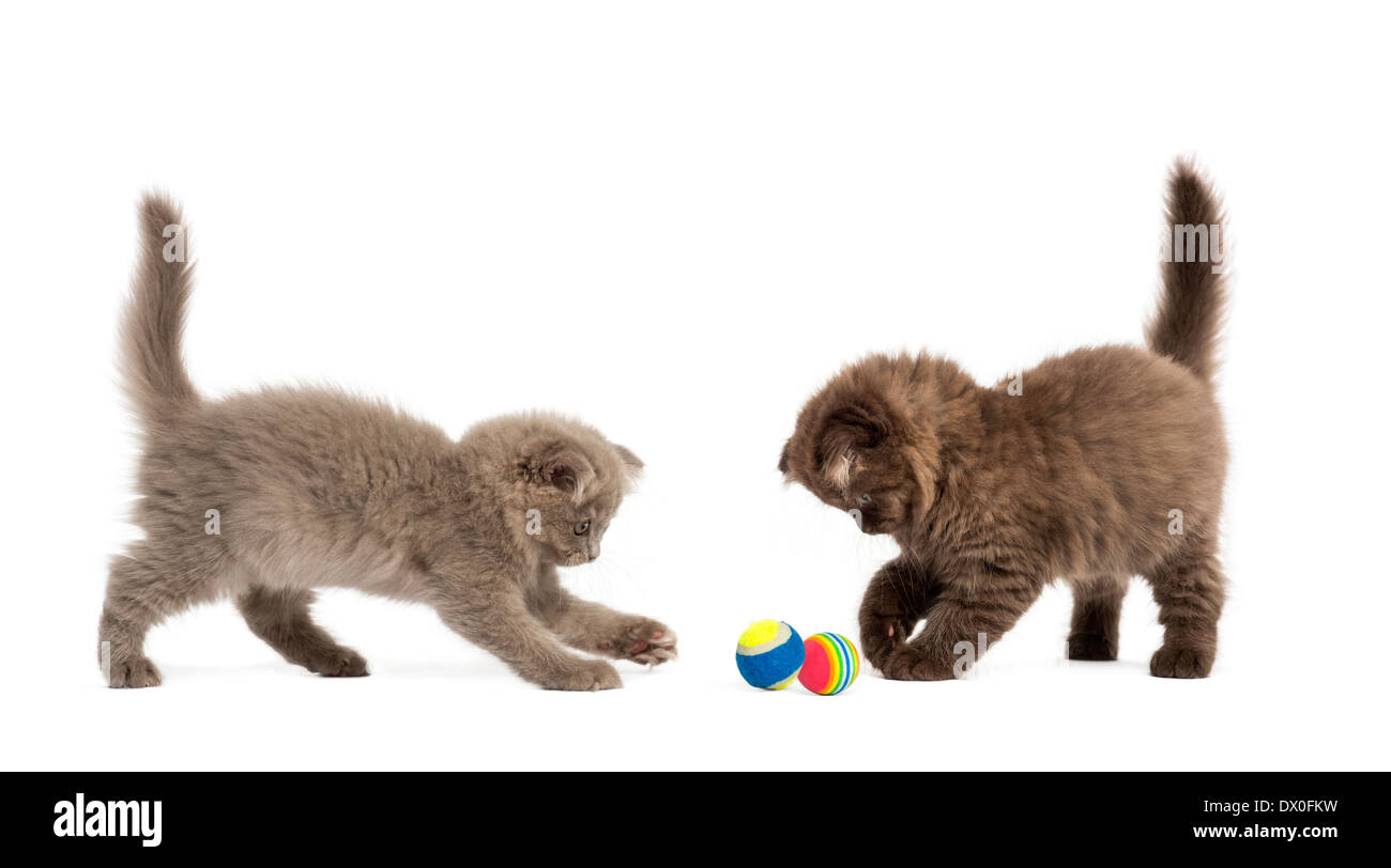 Gatti che giocano insieme immagini e fotografie stock ad alta ...