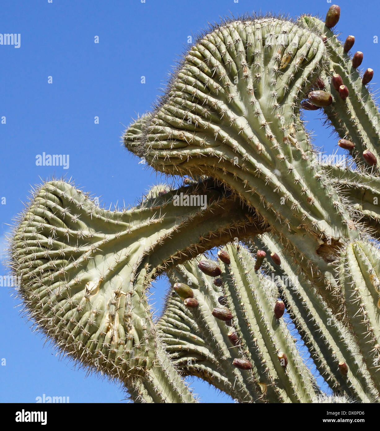 Flora aruba immagini e fotografie stock ad alta risoluzione - Alamy