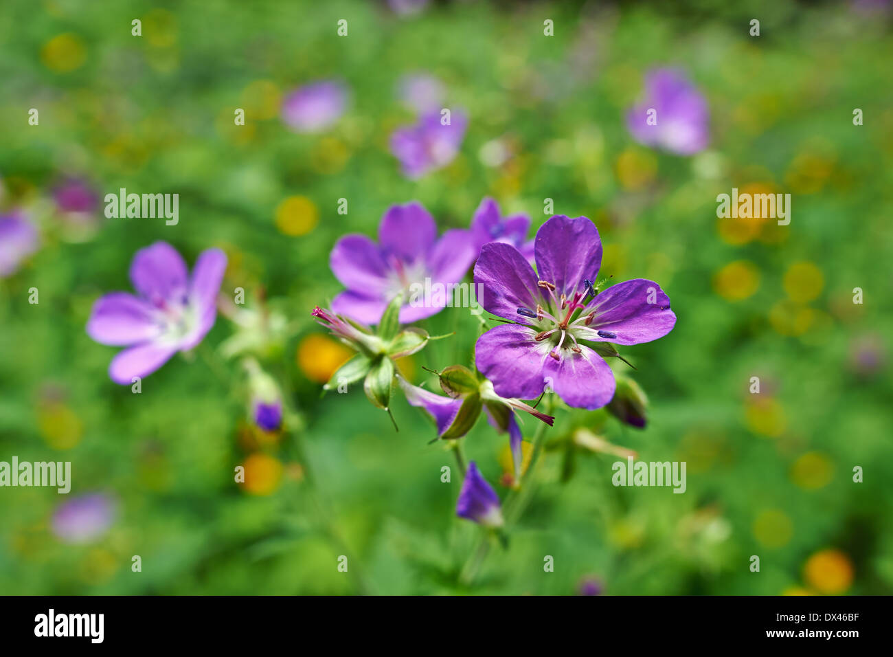 Fiori di vari colori immagini e fotografie stock ad alta risoluzione ...